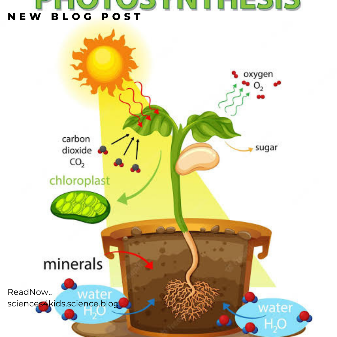 Photosynthesis: The Process that Keeps Us All Alive! – Sciences4kids